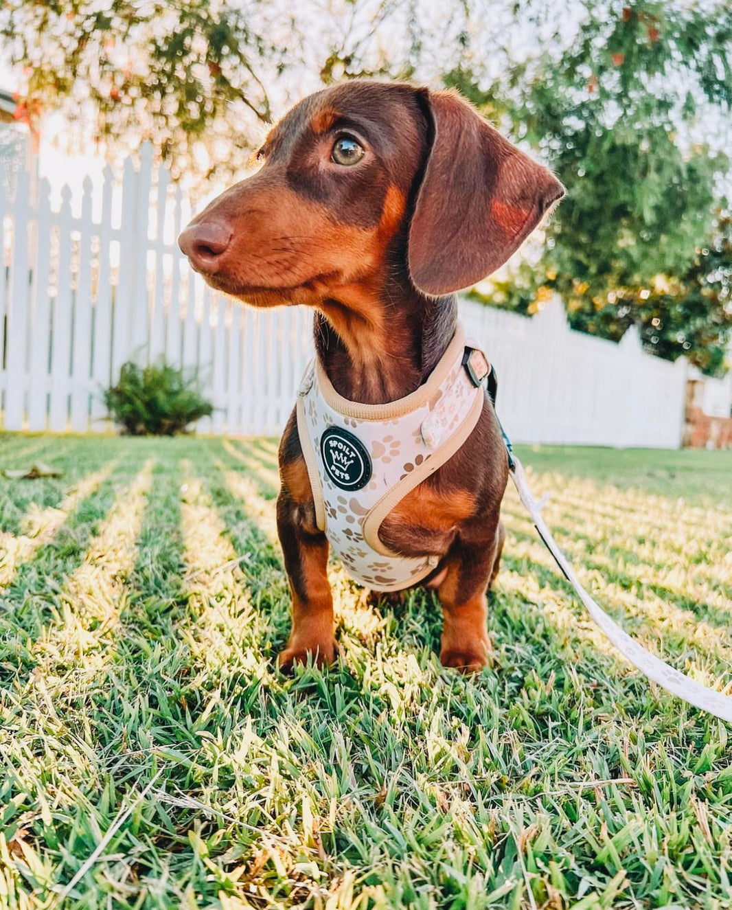 Products – Spoilt Pets